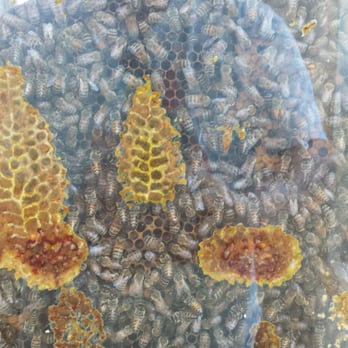 EMMA TREADWELL THACHER NATURE CENTER - Updated October 2025 - 40 Photos ...