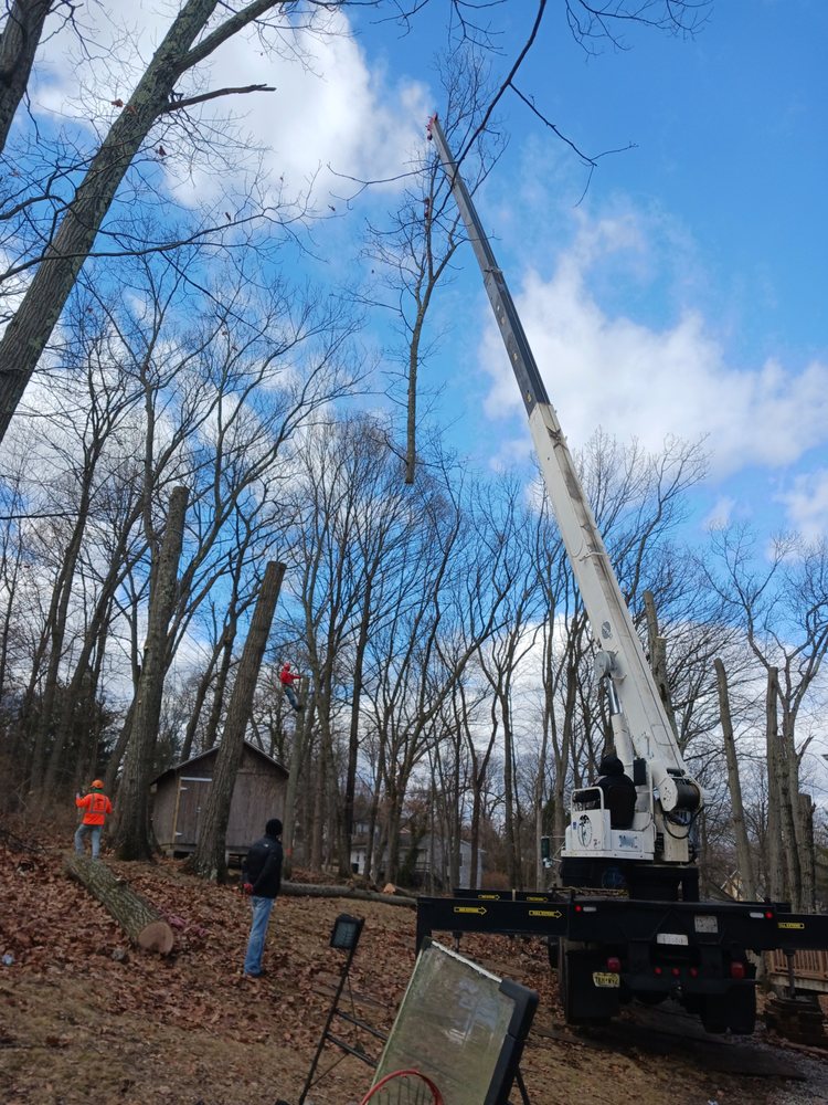 ALEX & SON TREE SERVICE - TEMP. CLOSED - Updated January 2026 - Request a Quote - Morristown ...