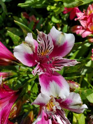 UCR BOTANIC GARDENS - Updated February 2025 - 604 Photos & 127 Reviews ...