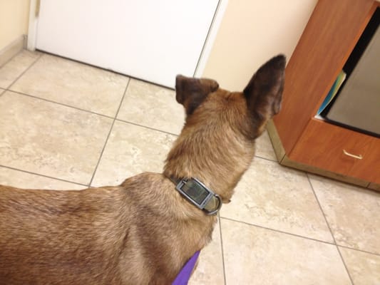 PYRAMID VETERINARY HOSPITAL - Updated April 2026 - 63 Photos & 134 ...