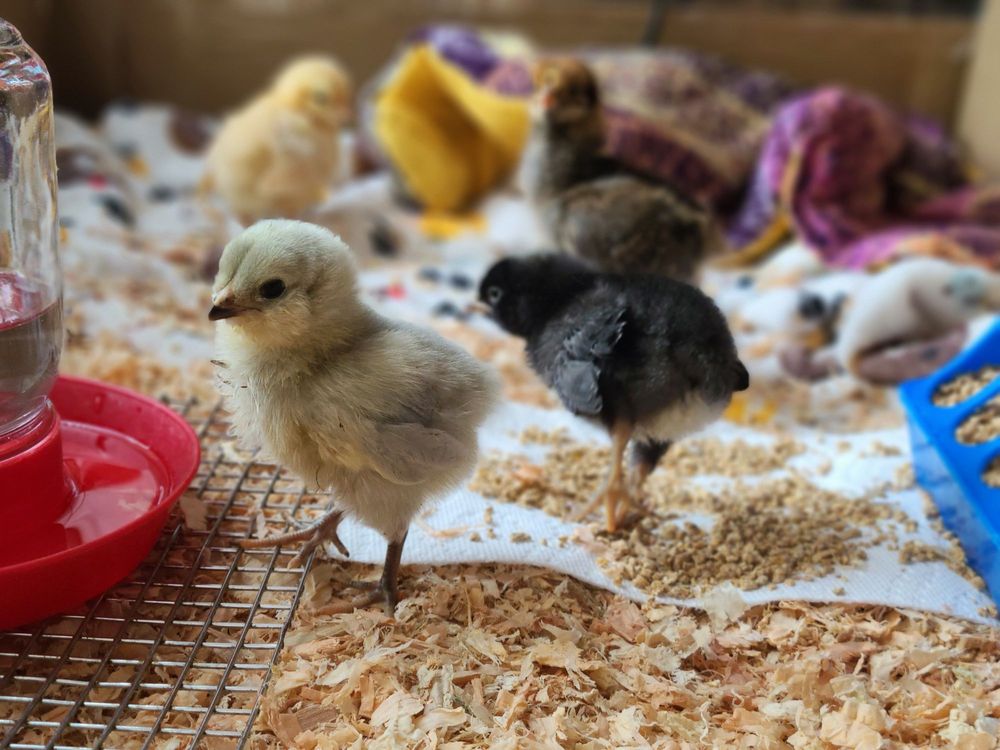 BACKYARD CHICKIES - 82 Photos & 73 Reviews - San Diego, CA - Yelp