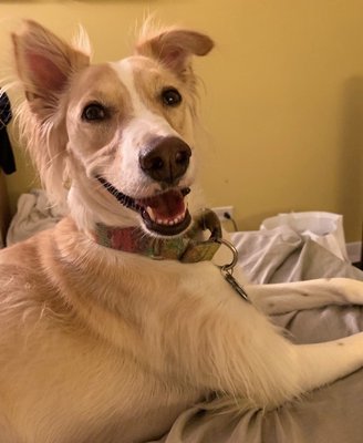 HAPPY TAILS RANCH - Updated August 2025 - 4319 Roberts Rd, Island Lake ...