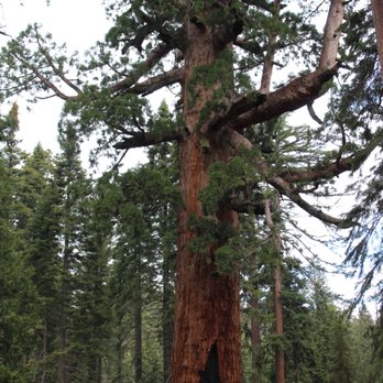 SEQUOIA NATIONAL FOREST AND GIANT SEQUOIA NATIONAL MONUMENT - Updated ...