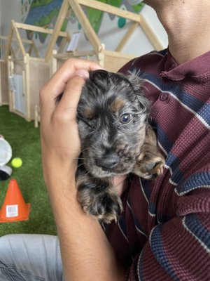 PUPPY CITY - Updated August 2024 - 25 Photos & 14 Reviews - 6344 Bird ...