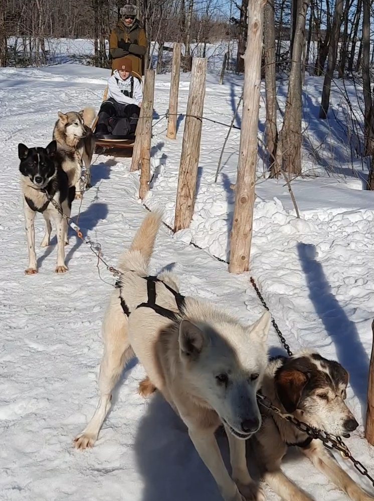 PASSION HUSKY - Updated December 2025 - 12 Photos - 1915 Chemin Lambert ...