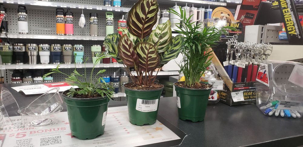 EVERGREEN WAY ACE HARDWARE - Updated July 2025 - 38 Reviews - 4835 ...