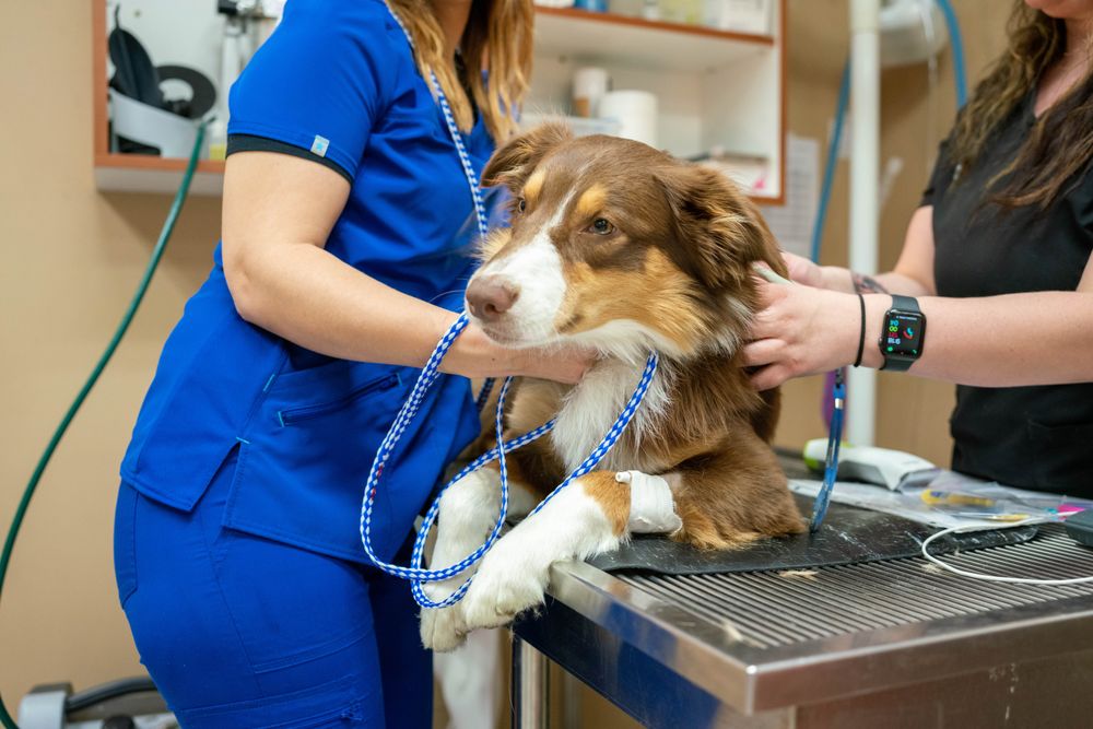 PAWS FOR A CAUSE VET CARE - Updated September 2025 - 32 Photos & 79 ...