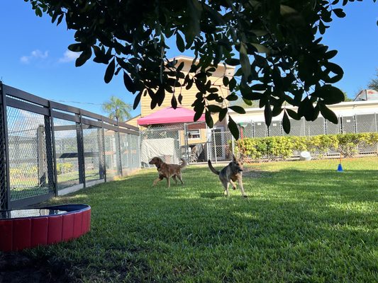 CANINE COUNTRY CLUB - Request Information - 6201 SW 118th Ave, Kendale ...