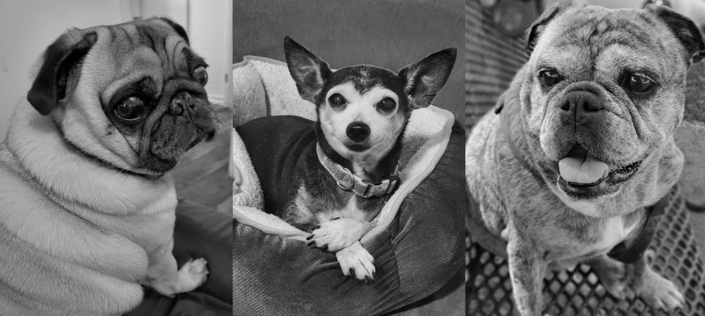 SAN GABRIEL ANIMAL HOSPITAL - Updated October 2024 - 112 Photos & 380 ...