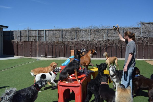 DOGS RULE RESORT - Updated October 2025 - 36 Photos & 47 Reviews - 2501 ...