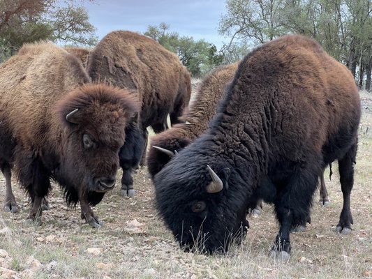 RYAN RANCH HUNTING - Updated November 2025 - 14 Photos - 407 Leinweber ...