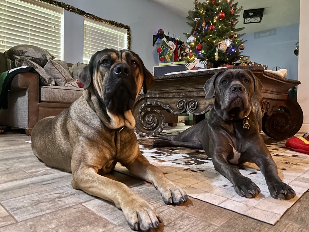 KANYE CORSO TRAINING - Updated November 2025 - 24 Photos - 1910 Kings ...