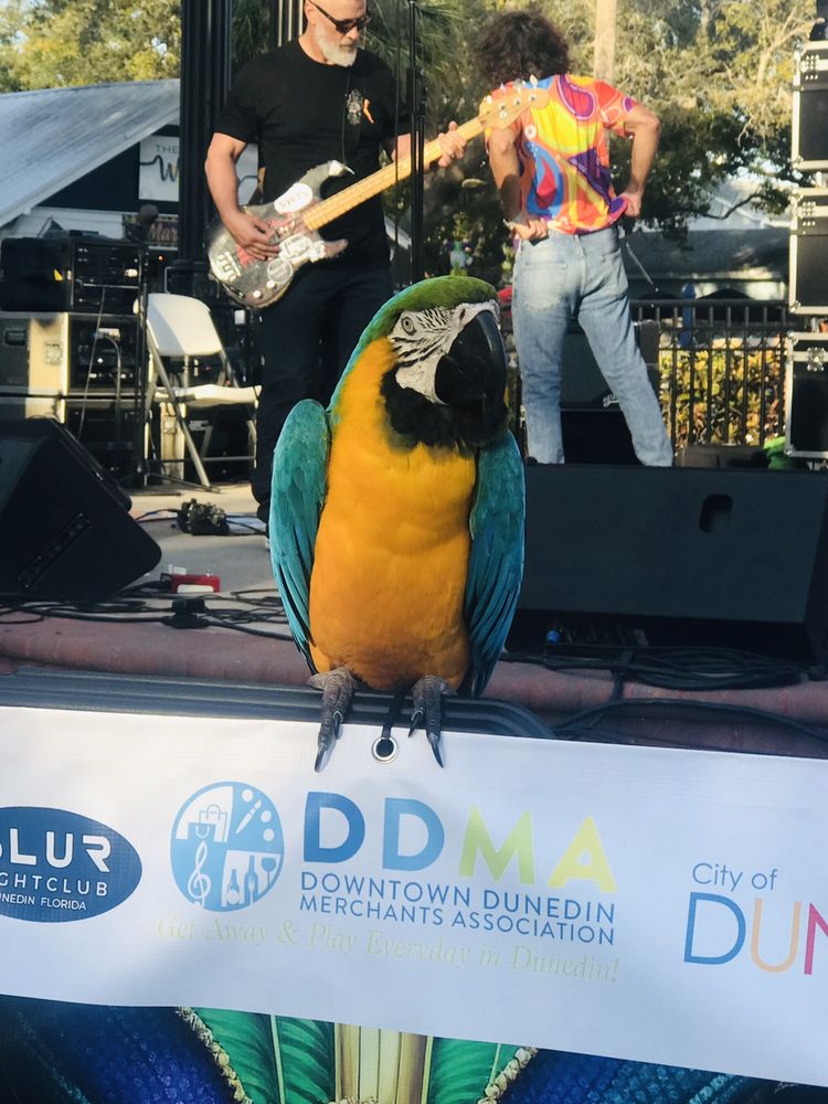 DUNEDIN MARDI GRAS PARADE & FESTIVAL - Updated October 2025 - 44 Photos ...