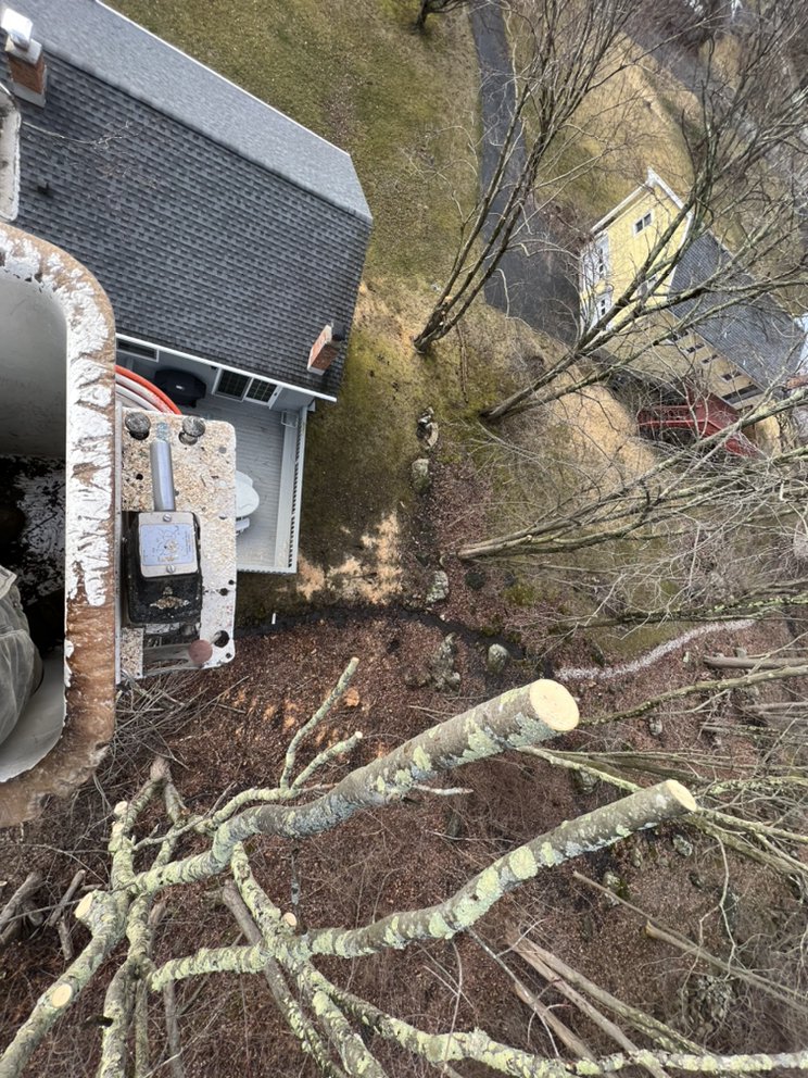 TREE SERVICES OF CT - Updated August 2025 - 31 Photos - 12 James St ...