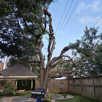ABC PROFESSIONAL TREE SERVICES - Updated October 2025 - 20 Photos & 32 ...