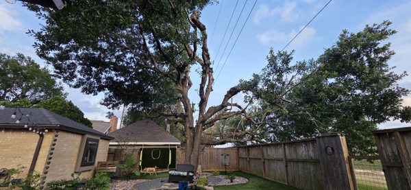 ABC PROFESSIONAL TREE SERVICES - Updated October 2025 - 20 Photos & 32 ...