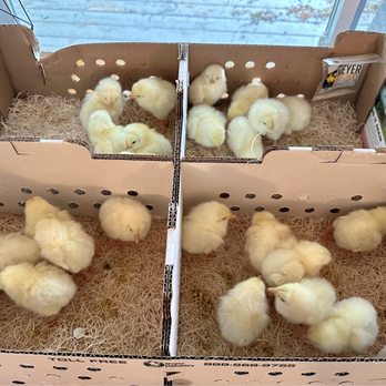 MEYER HATCHERY - Updated December 2025 - 80 Photos & 55 Reviews - 626 ...