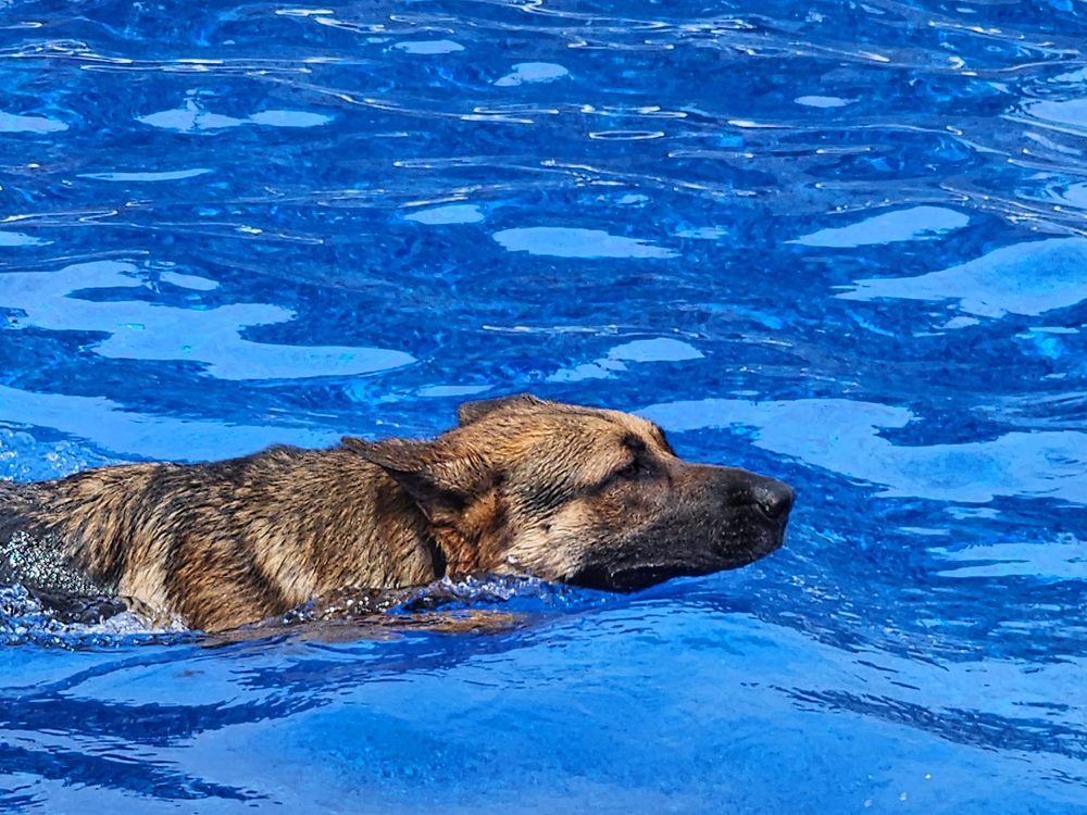 DOG DAYS - Updated May 2026 - Request an Appointment - 19 Photos - 5224 ...