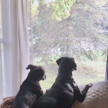 HELPING HOUNDS DOG RESCUE - Updated January 2026 - 16 Photos & 30 ...