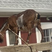 COSLEY ZOO - 259 Photos & 132 Reviews - 1356 N Gary Ave, Wheaton ...