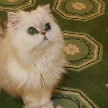 DOUGLAS HAMBRIGHT, VMD - Updated April 2025 - 39 Reviews - 12100 Nebel ...