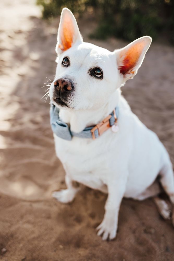 PICACHO ANIMAL CARE - Updated January 2026 - Yuma, Arizona ...