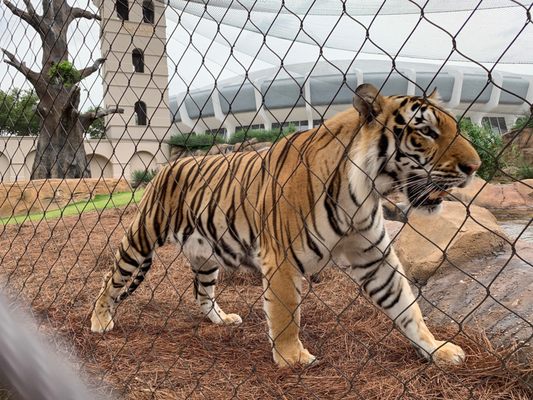 MIKE THE TIGER HABITAT - 99 Photos & 40 Reviews - Louisiana State ...