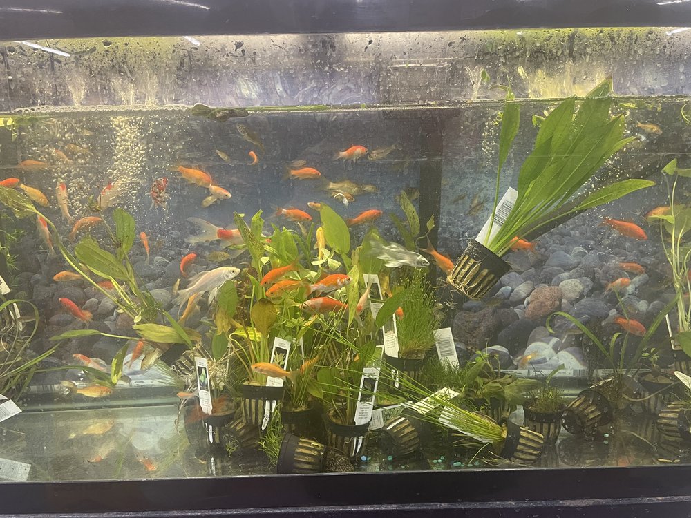 MINI PET MART - Updated July 2025 - 47 Photos & 11 Reviews - 1740 N ...