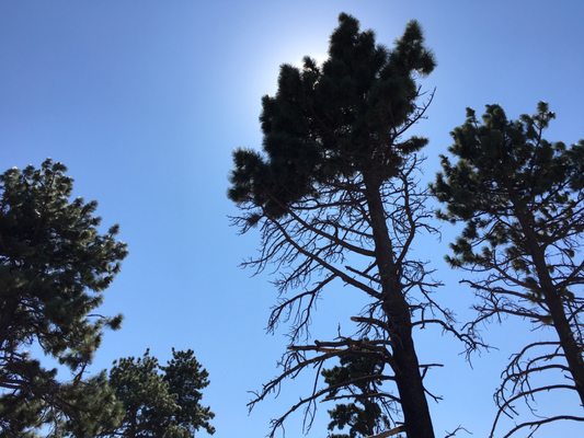 PACIFIC CREST TRAIL AT PENNY PINES - Updated August 2024 - 173 Photos ...