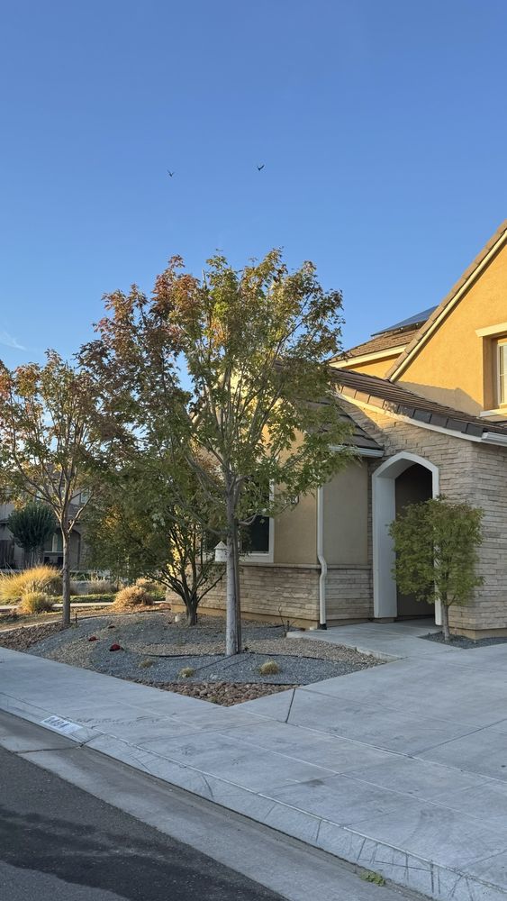 TRAVIS TREE SERVICE - Updated January 2026 - 735 Photos & 307 Reviews ...