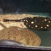 GERBER’S TROPICAL FISH - 23 Photos & 21 Reviews UPDATED - Local Fish ...