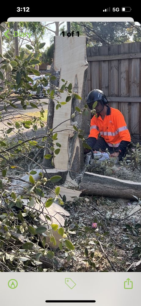 DARYL’S TREE CARE & SURGERY - Updated July 2025 - 2/12 Melrich Road ...