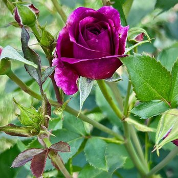 LYNDALE PARK ROSE GARDEN - Updated October 2025 - 184 Photos & 28 ...