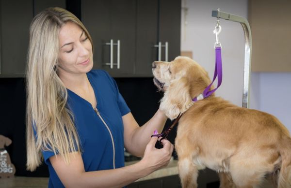 TRENDY PAWS PET SPA - Updated August 2025 - 22 Photos - 751 Northlake ...