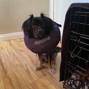 LOS FELIZ SMALL ANIMAL HOSPITAL - 70 Photos & 295 Reviews - 3166 Los ...