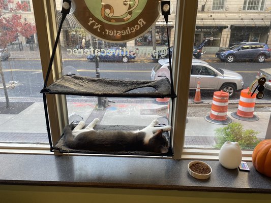 Themed Cafes - THE PAWSITIVE CAFE - 32 Photos - 120 East Ave, Rochester ...