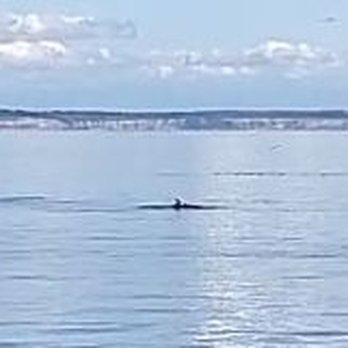 PUGET SOUND EXPRESS - Updated March 2025 - 166 Photos & 76 Reviews ...