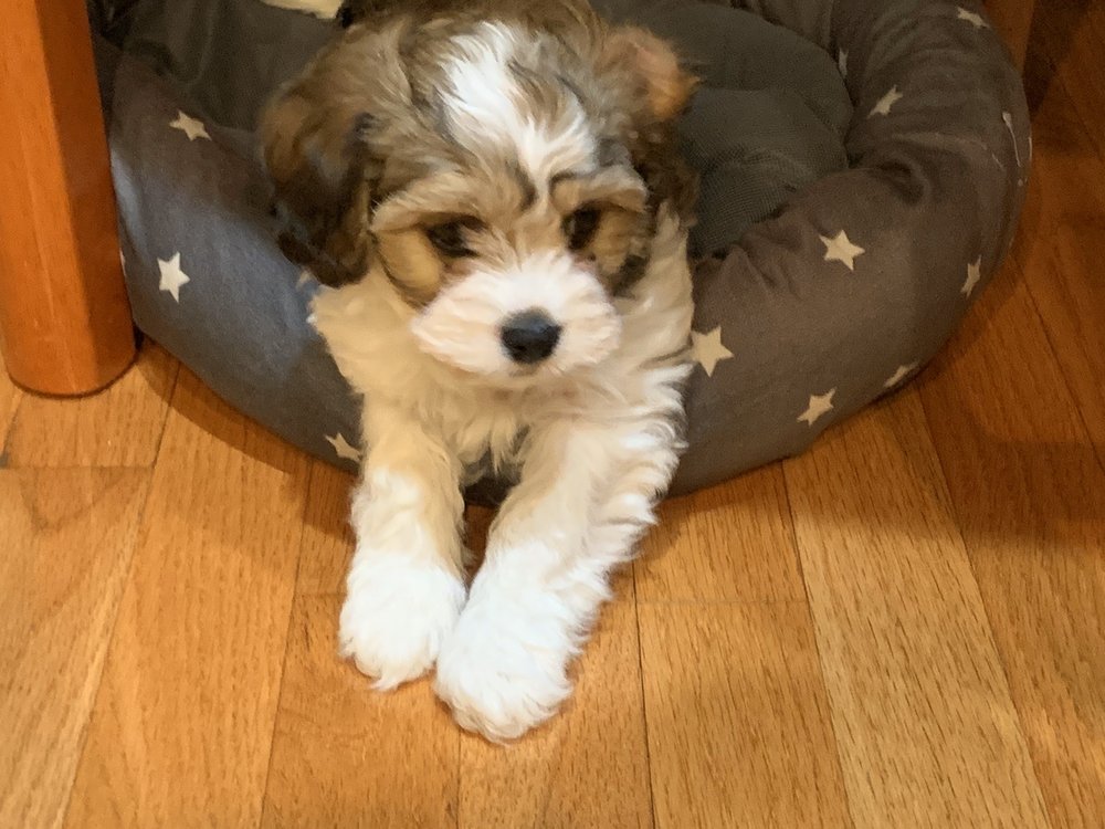 BEST BEHAVED DOGS - Updated December 2025 - 19 Reviews - 8617 Woodlawn ...