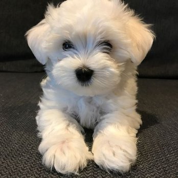 PAWGO - 81 Photos & 126 Reviews - 46 W Hatcher Rd, Phoenix, Arizona ...