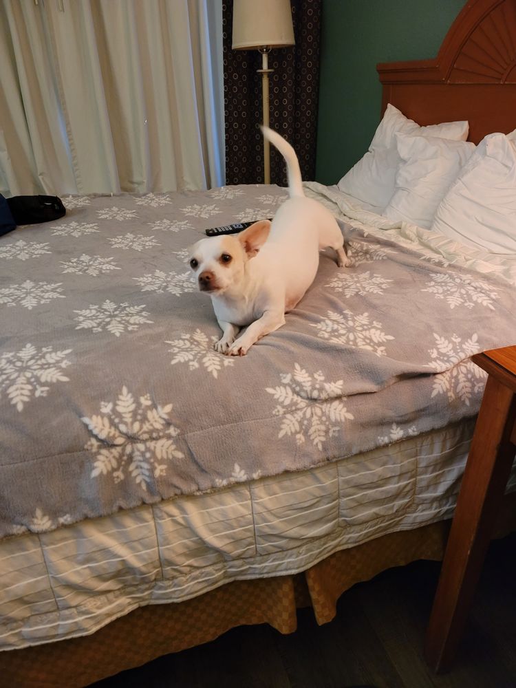 SHINY DOG PAWS MOBILE GROOMING - Updated January 2026 - 11 Photos ...