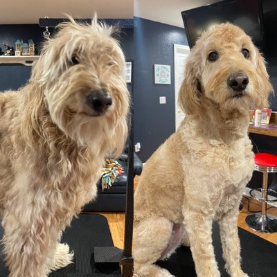 THE SHAGGY DOODLE - Updated October 2025 - 10 Photos - Kodak, Tennessee ...