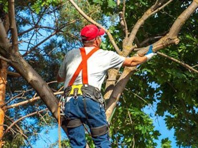 MENTOR TREE SERVICE - Updated March 2024 - 6630 Ross Rd, Madison, Ohio ...