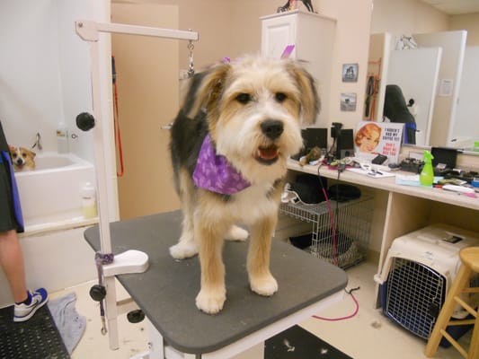PAMPERED PET GROOMING SALON - 29 Photos & 46 Reviews - Pet Groomers ...