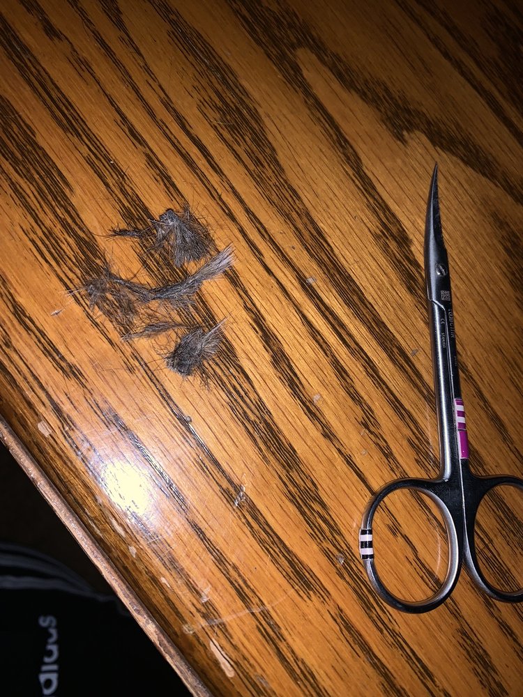 EL DORADO PET CLUB - Updated June 2025 - 21 Photos & 72 Reviews - 4131 ...