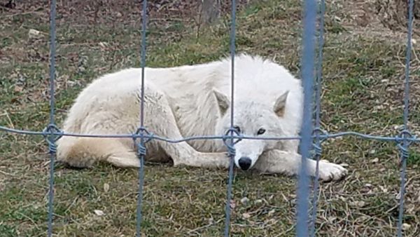 THE WOLF SANCTUARY OF PA - Updated September 2025 - 283 Photos & 133 ...