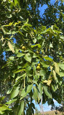 SHAW NATURE RESERVE - Updated August 2025 - 123 Photos & 24 Reviews ...