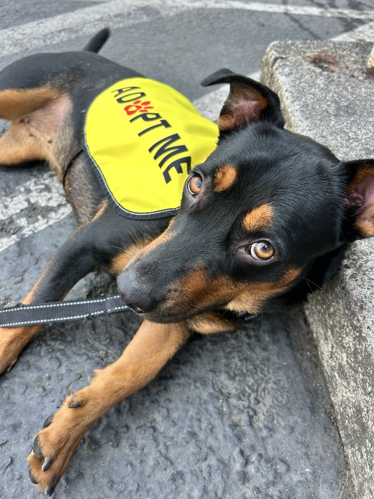 OREGON DOG RESCUE - Updated December 2025 - 50 Photos & 99 Reviews ...