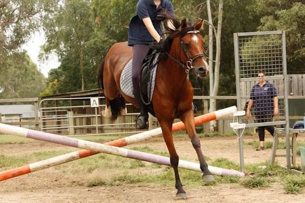 FOREST LAKE RIDING SCHOOL - Updated July 2025 - 19 Greentree Cres ...