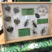 BUG & REPTILE MUSEUM - 64 Photos & 32 Reviews - Museums - 1118 ...