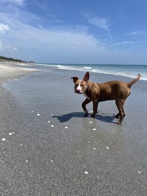 JUPITER DOG BEACH - Updated October 2024 - 24 Photos & 13 Reviews ...